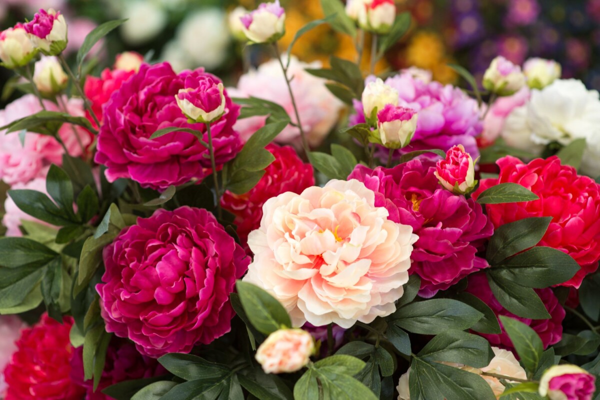 Las 13 Flores Más Bonitas Del Mundo Lovenaturaleza